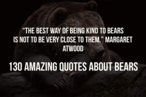 130 Inspirational Quotes About Bears (Funny, Famous, Power)